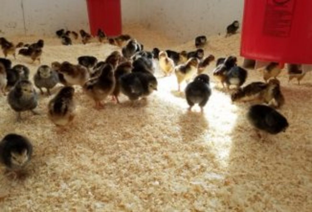 Building A DIY Chicken Waterer with Nipples - Backyard Poultry